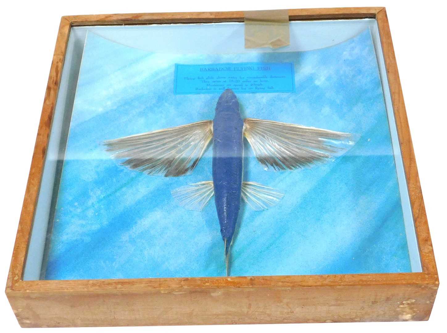 Lot 247 - Taxidermy. A Barbados Flying Fish, in a